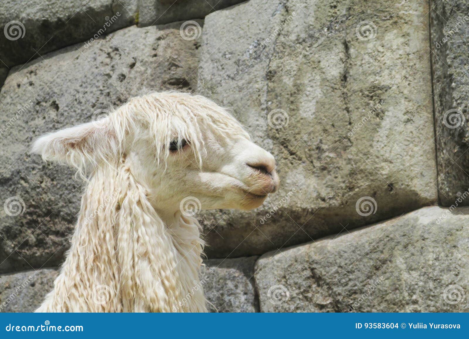 Lama in inca ruins stock photo. Image of american, landscape - 93583604