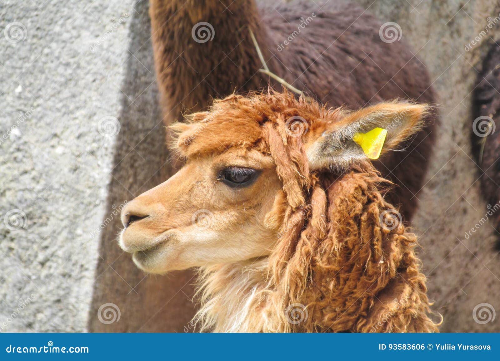 Lama And Ruins Of The Lost Inca City Machu Picchu In Peru - South ...
