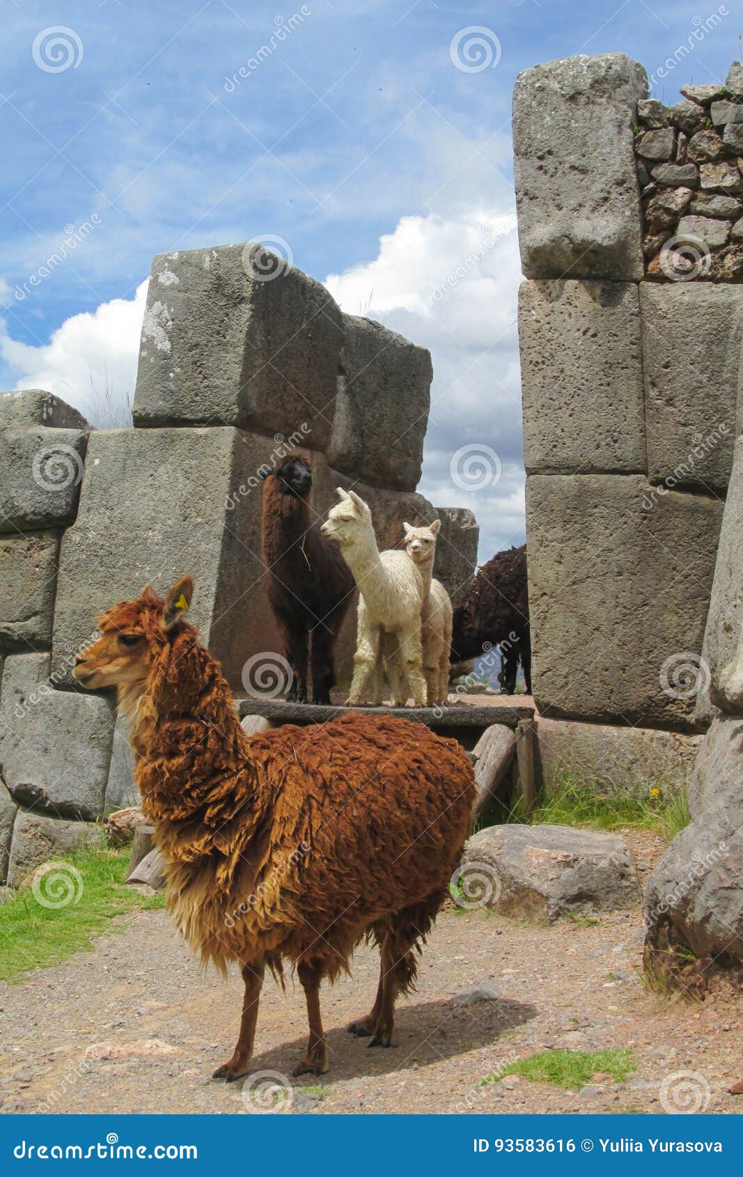 Lama in inca ruins stock photo. Image of fuzzy, domesticated - 93583616