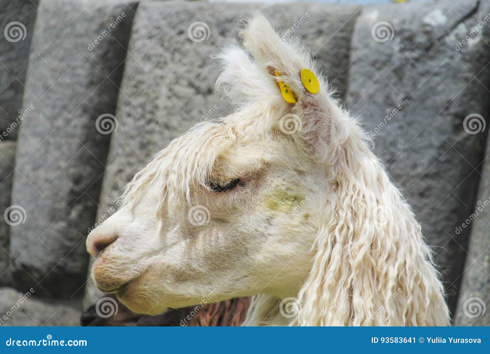 Lama in inca ruins stock image. Image of altiplano, domestic - 93583641