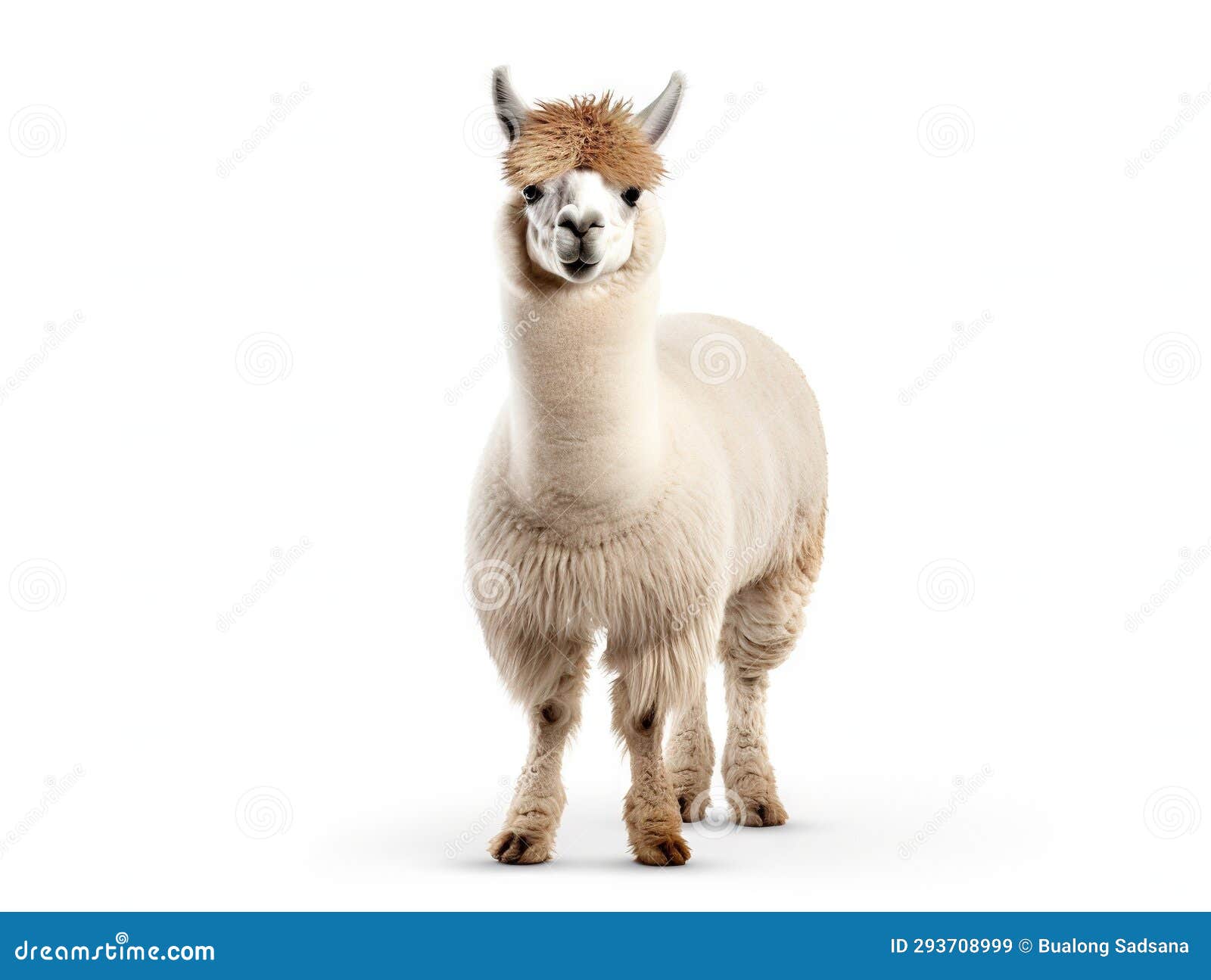 Ai Generated Illustration Wildlife Concept of Lama Isolated Stock ...