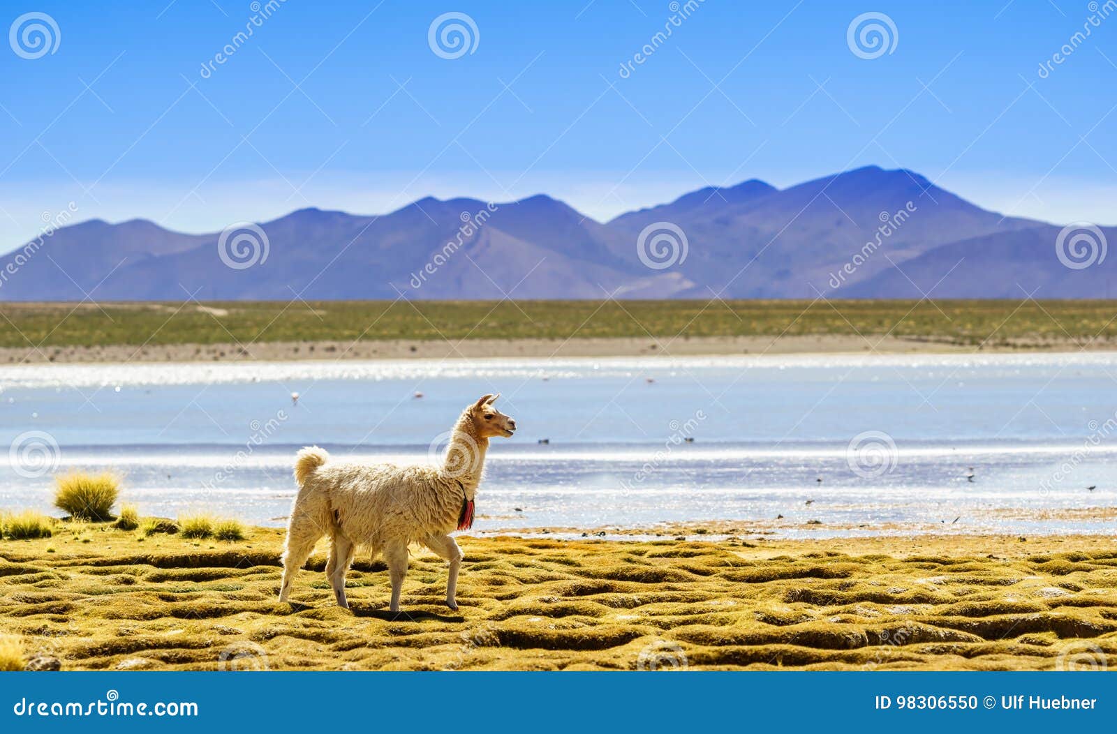 Lama by Lagoon in Altiplano of Bolivia Stock Photo - Image of laguna ...