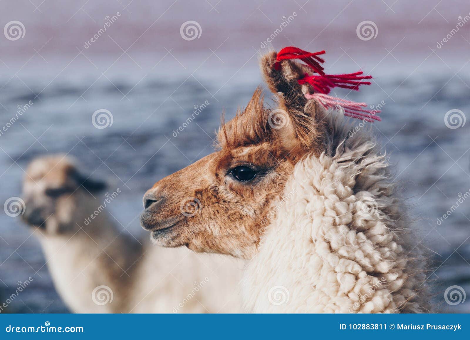 Lama on the Laguna Colorada, Bolivia Stock Image - Image of color ...