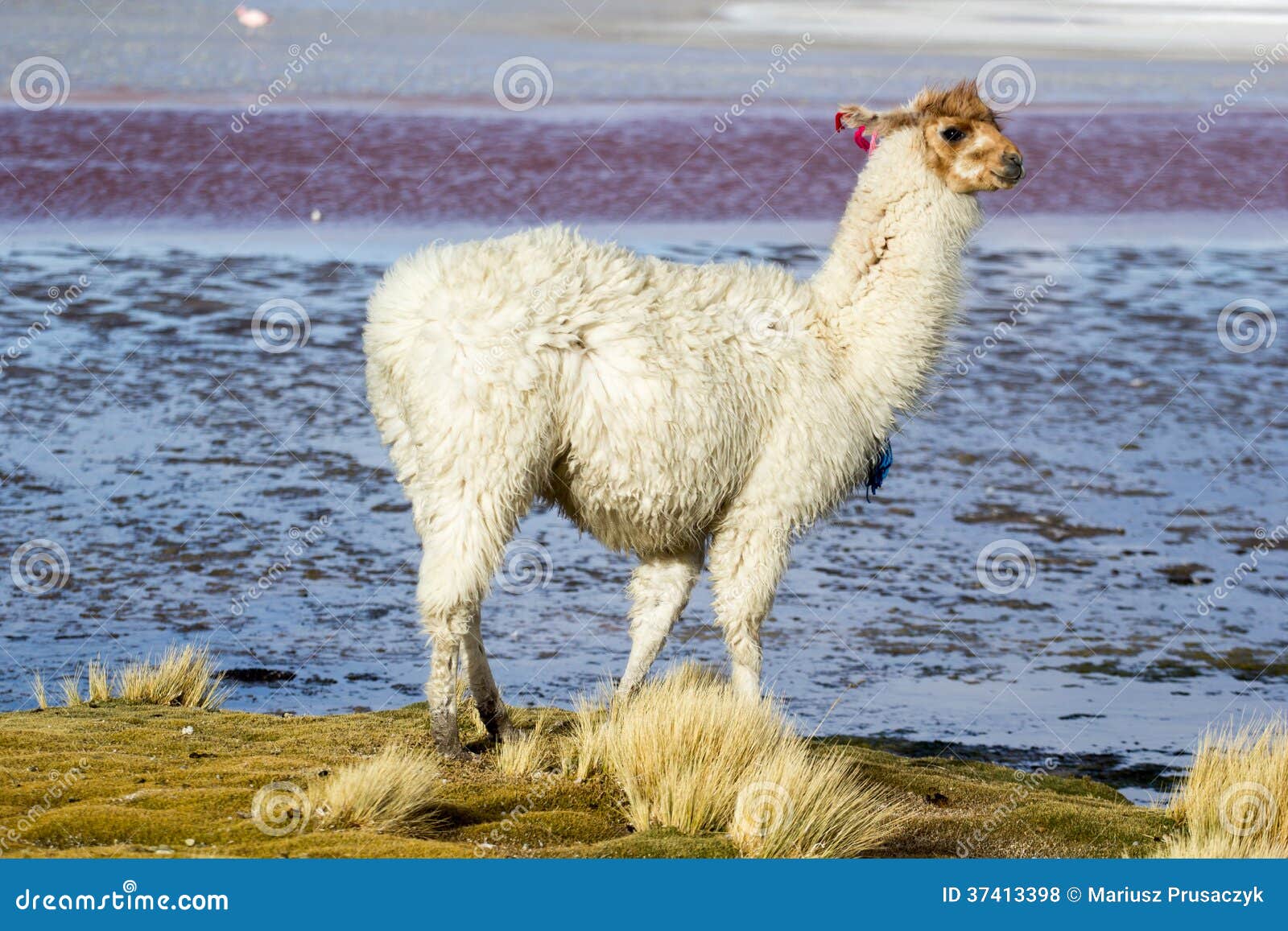 Lama on the Laguna Colorada, Bolivia Stock Photo - Image of journey ...