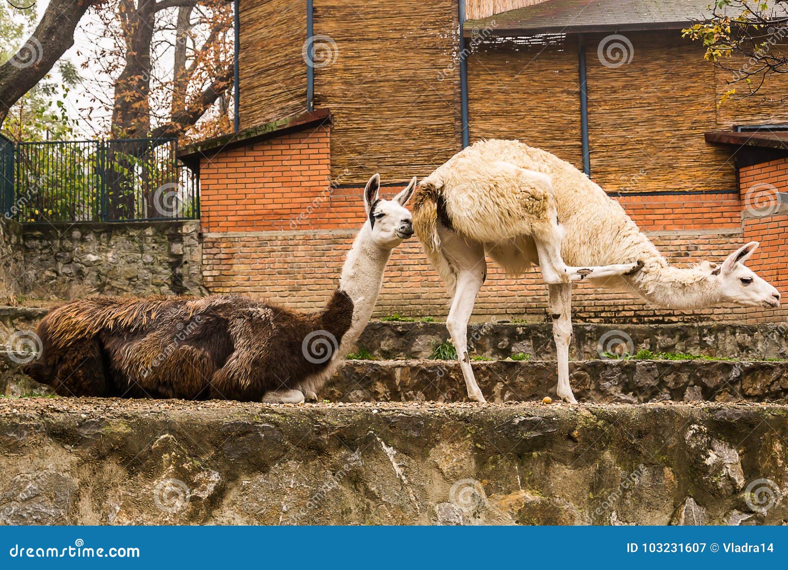Lama - lamaglama stock afbeelding. Image of dier, zuiden - 103231607