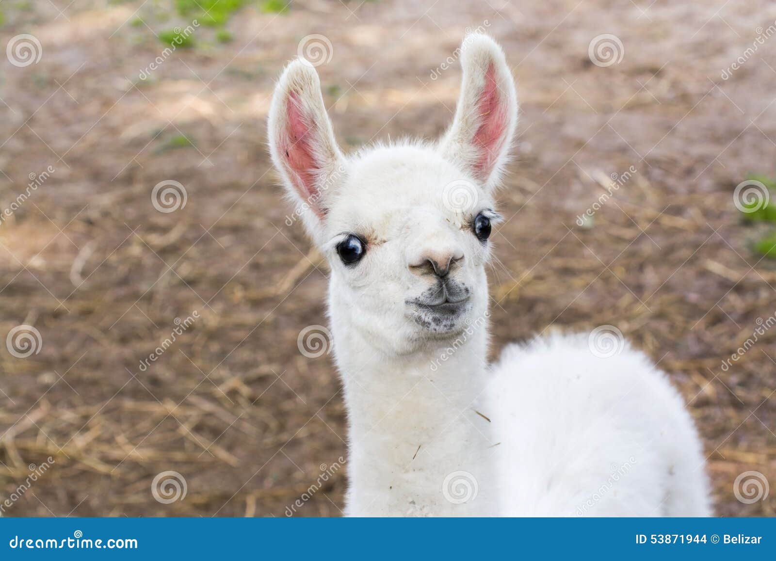 Mini Lama Running Baby Lama Photograph By Alex Mironyuk Pixels