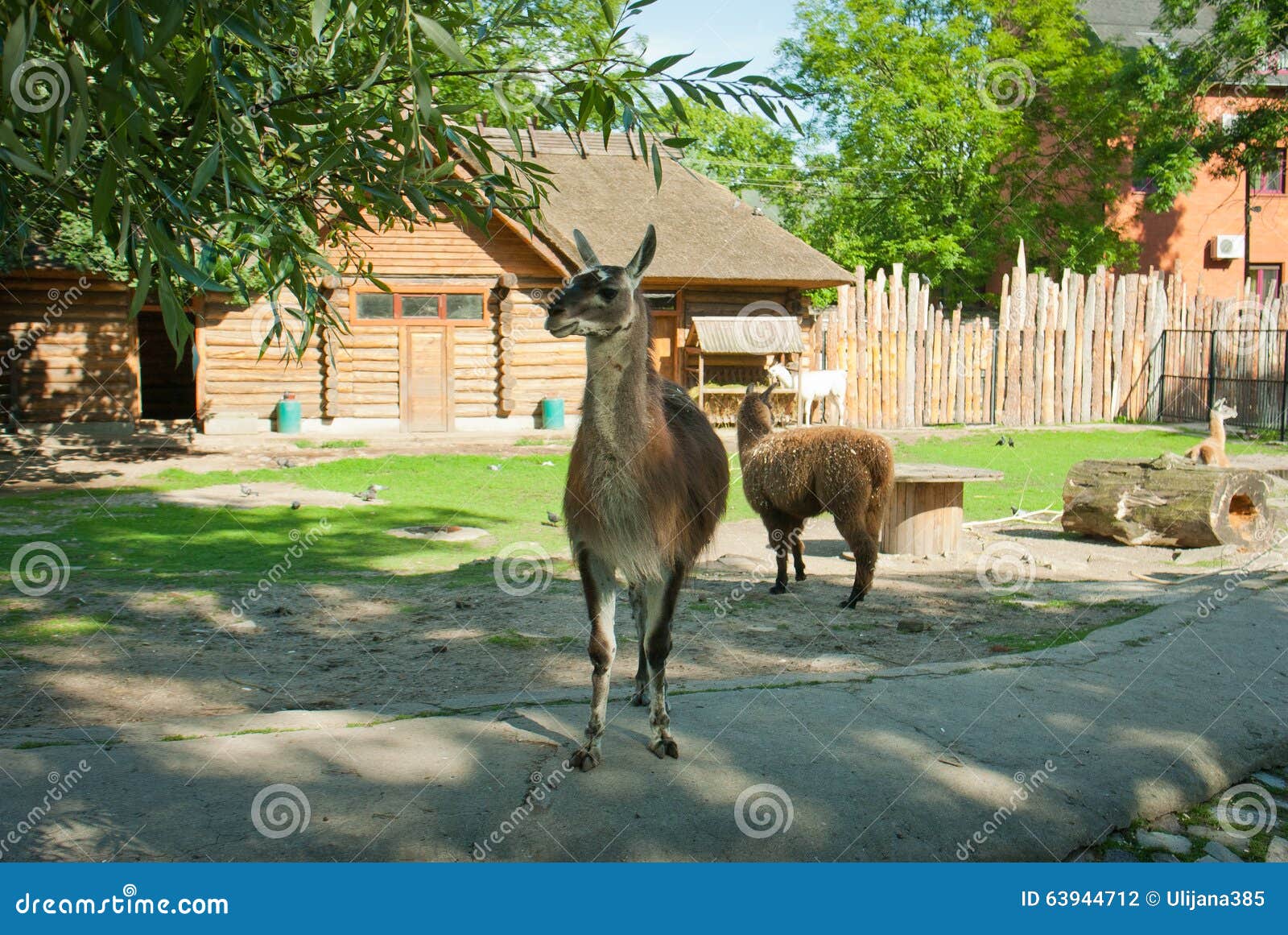Lama stock photo. Image of cage, camelidae, intent, animal - 63944712