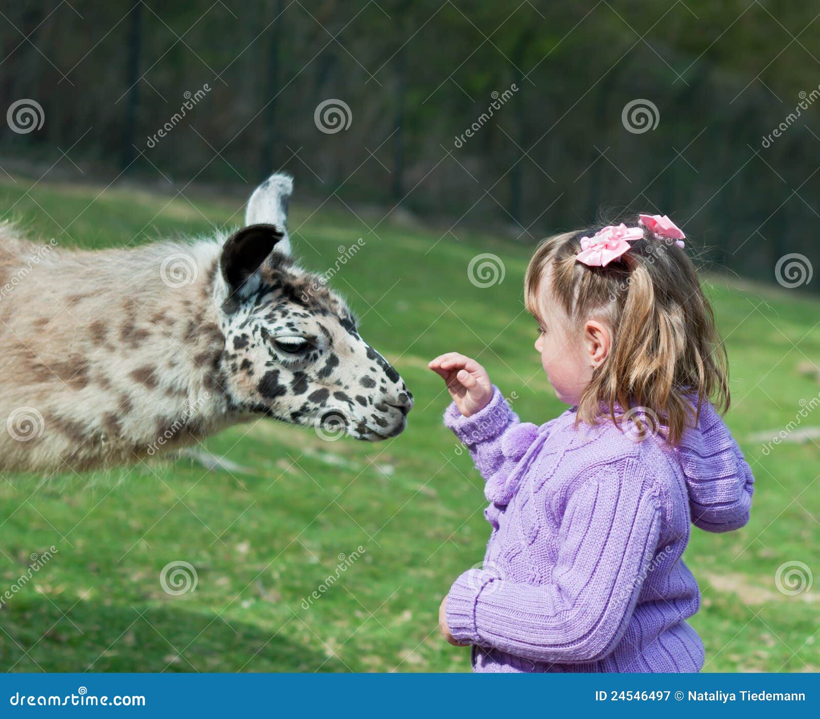 Lama and Little Girl stock image. Image of green, friendship - 24546497