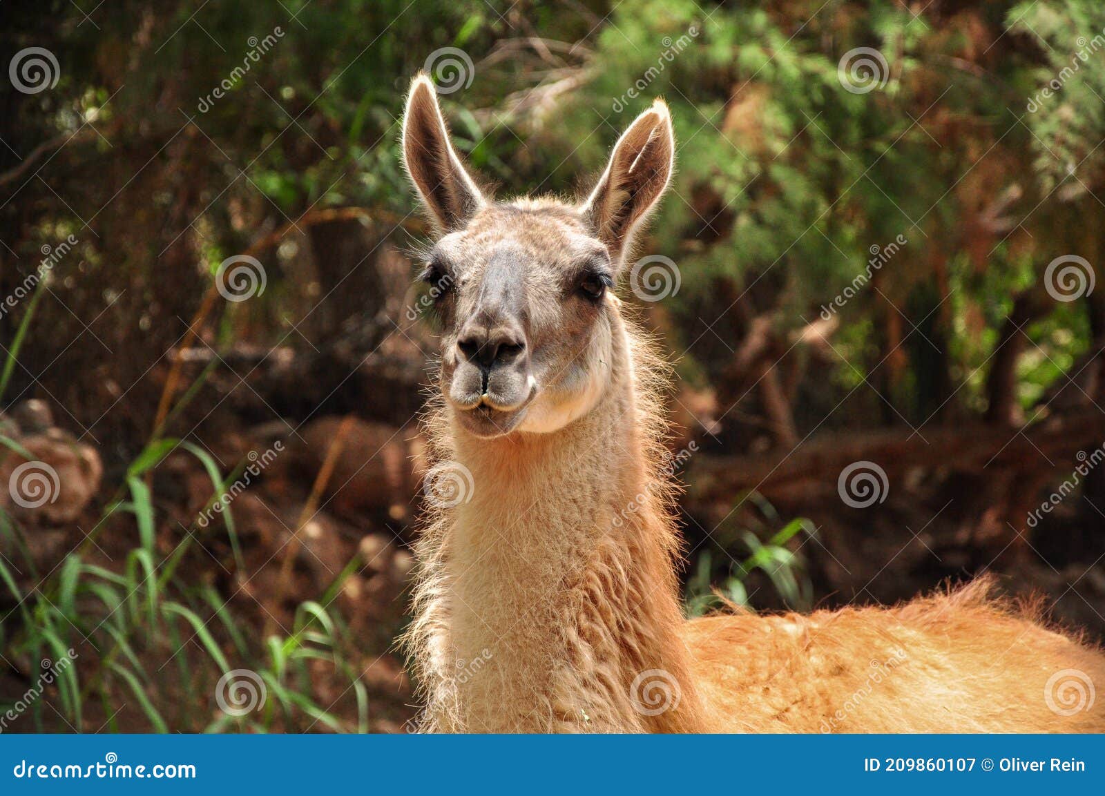 Lama Llama Looking Towards the Camera, Peru on a Summer Day. Stock ...
