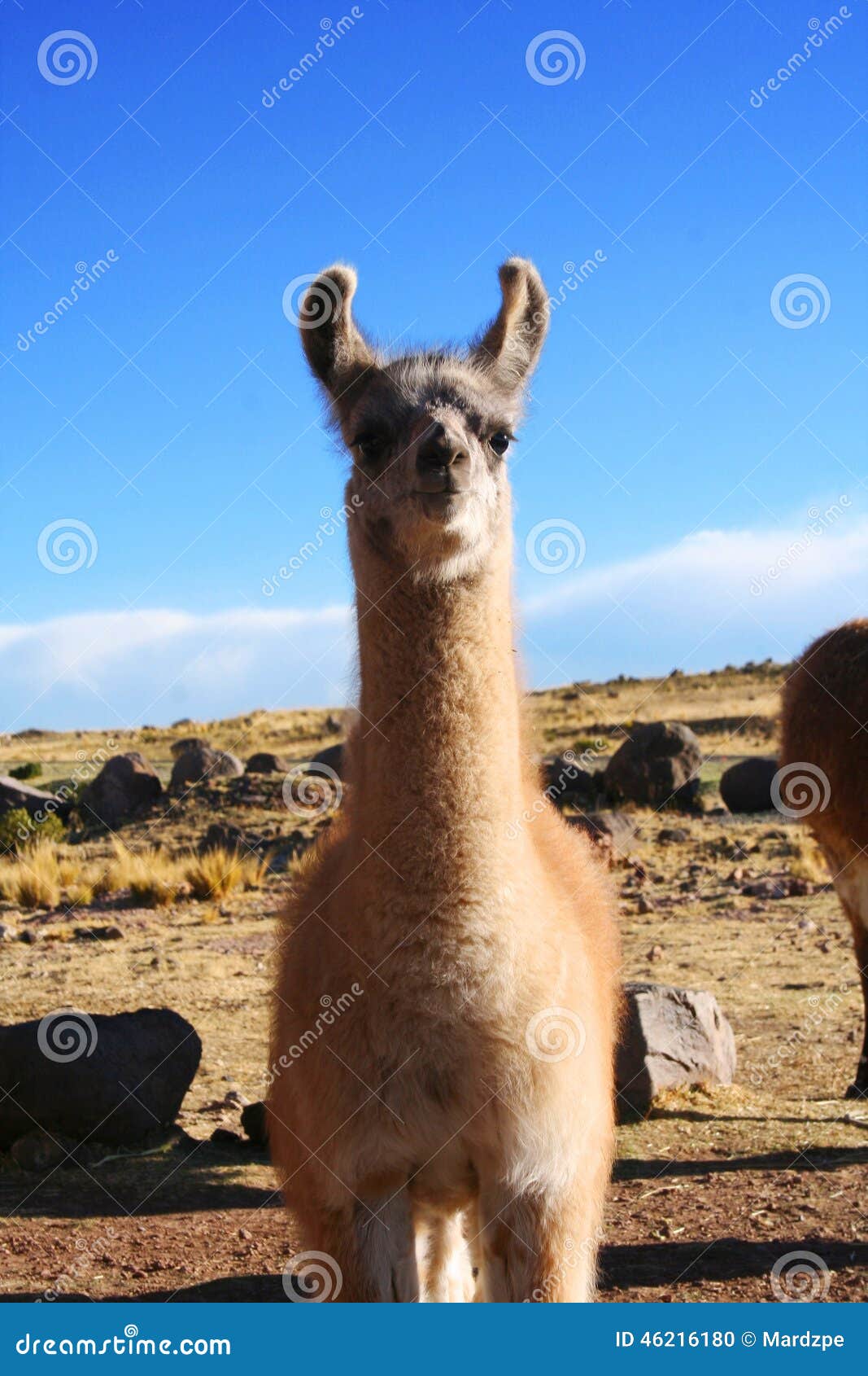 Lama llama in Puno, Peru stock photo. Image of life, cute - 46216180
