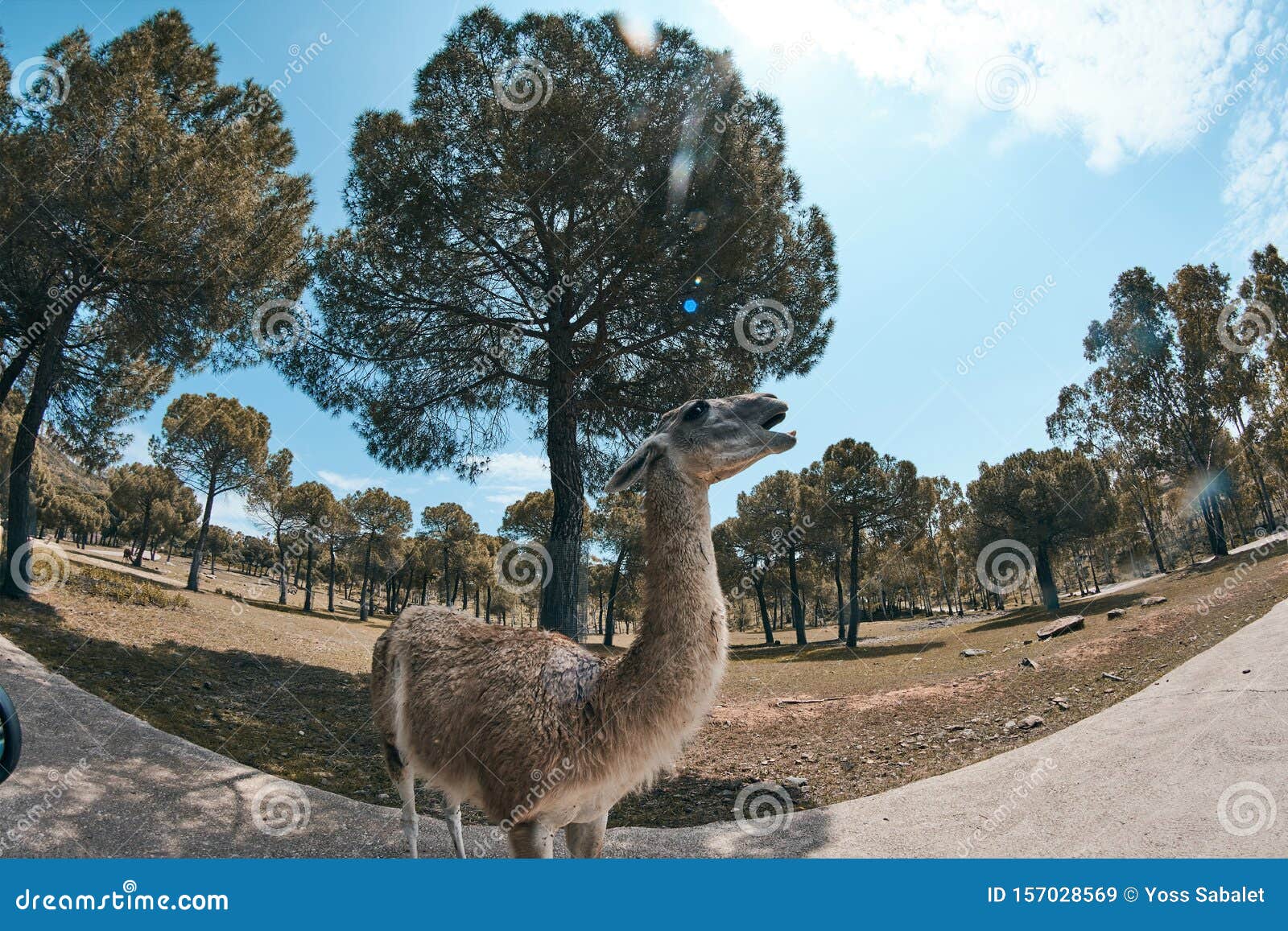 Lama looking at camera stock image. Image of looking - 157028569