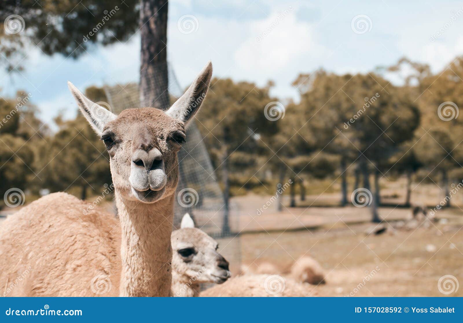 Lama looking at camera stock photo. Image of domesticated - 157028592