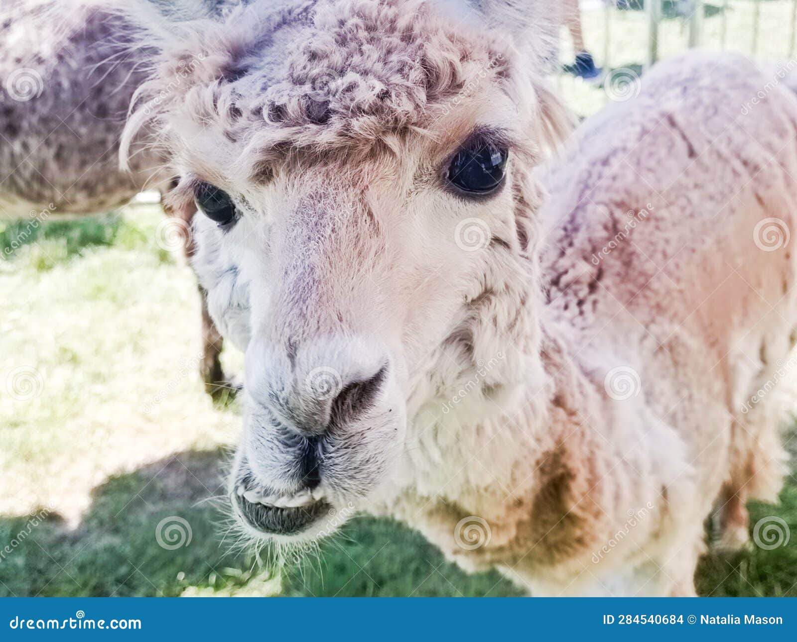 Lama looking at camera stock photo. Image of domestic - 284540684