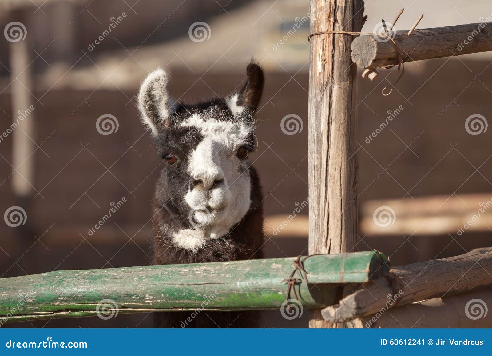 Lama Looking Straight To the Camera Stock Image - Image of fluffy ...