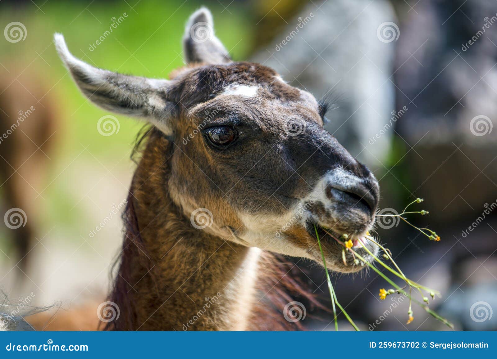 Lama Looks into the Camera and Eats Grass. Close-up Portrait of a Llama ...