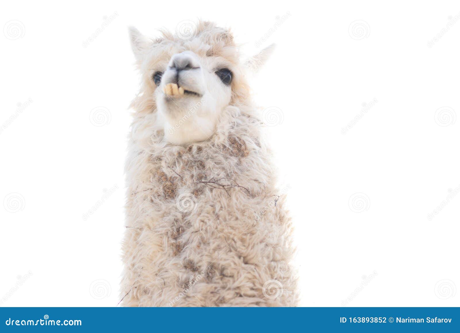 Lama looks down on us stock photo. Image of field, lama - 163893852
