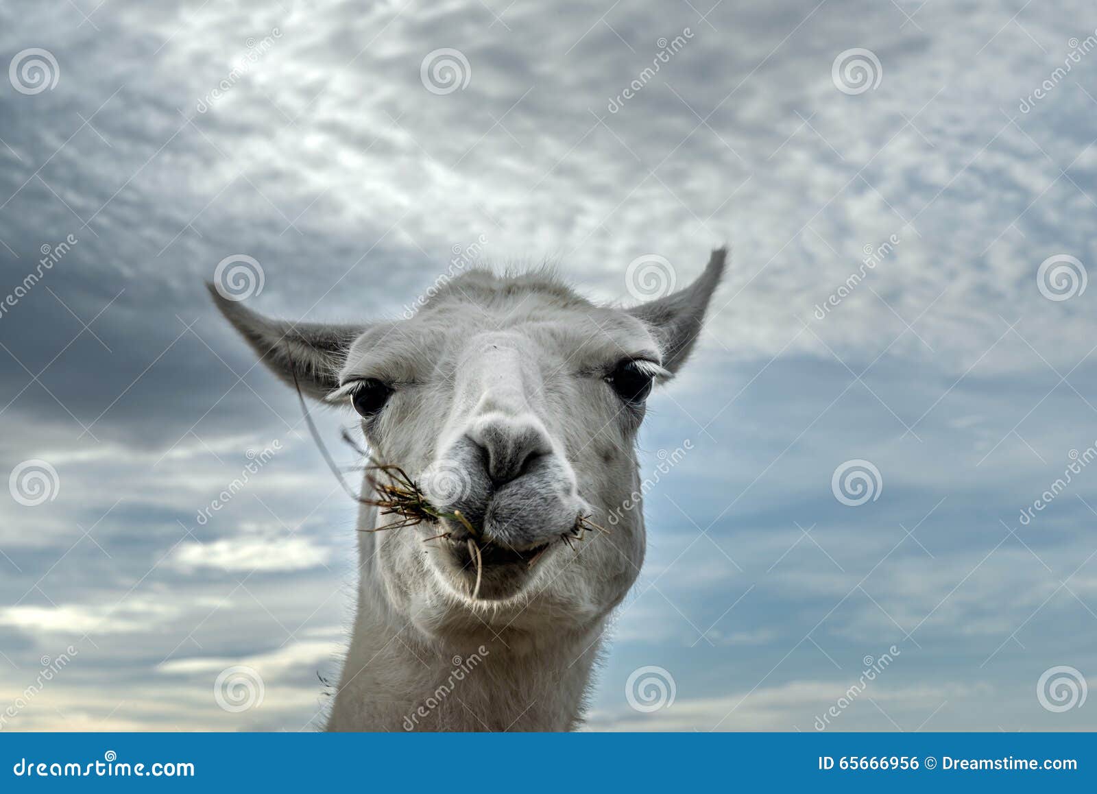 Lama at Lunch stock photo. Image of eyes, animals, lama - 65666956