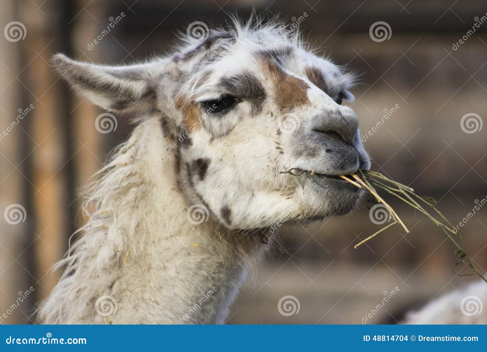 Lama stock photo. Image of mammal, bulgaria, animal, guest - 48814704