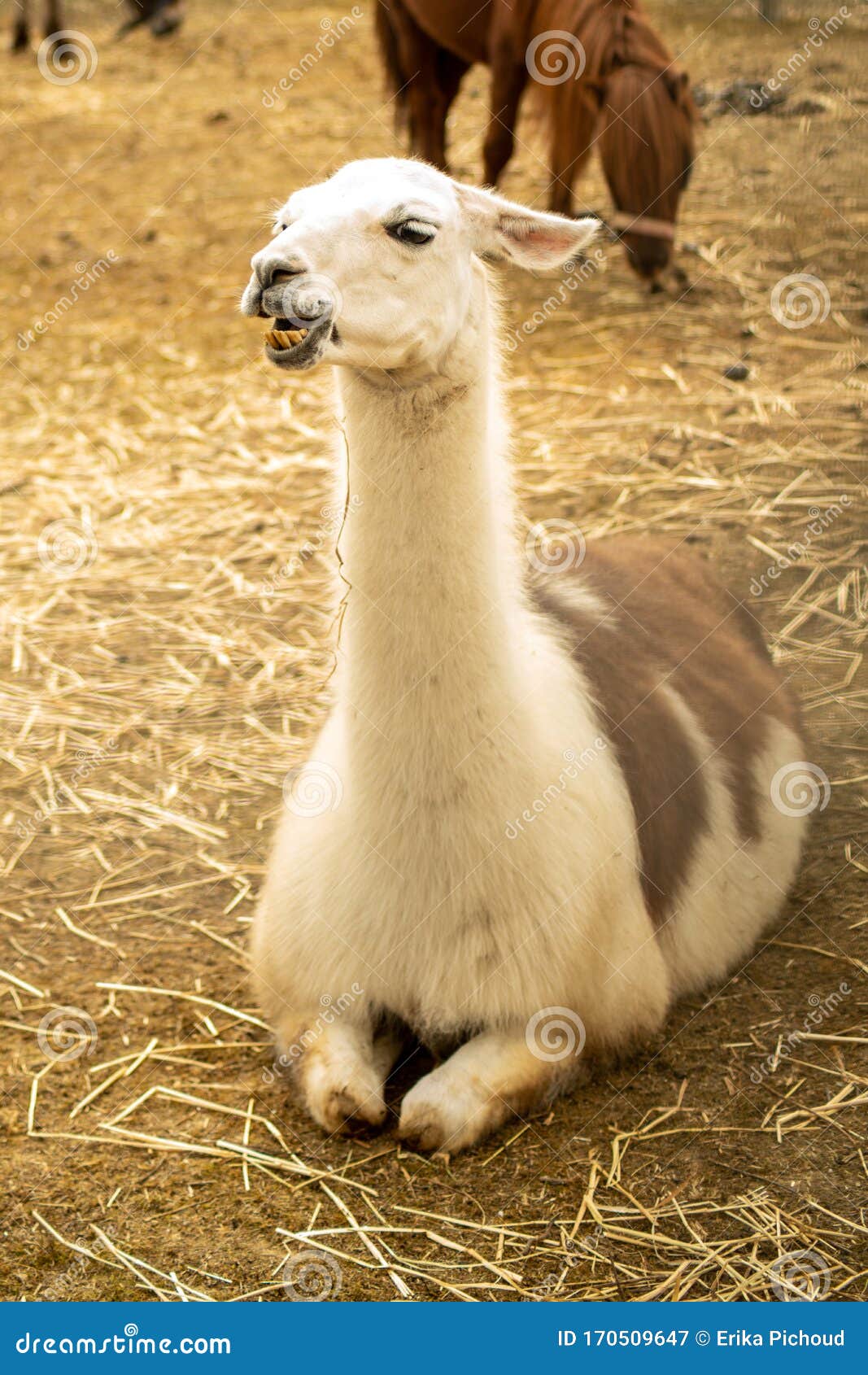 Exchange of Eyes with a Young Llama Stock Image - Image of farm, straw ...