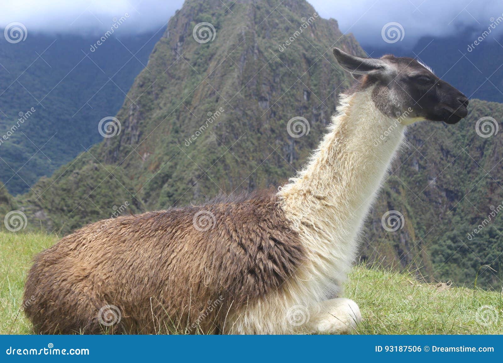 Lama At Machu Picchu, Incas Ruins In The Peruvian Royalty-Free Stock ...