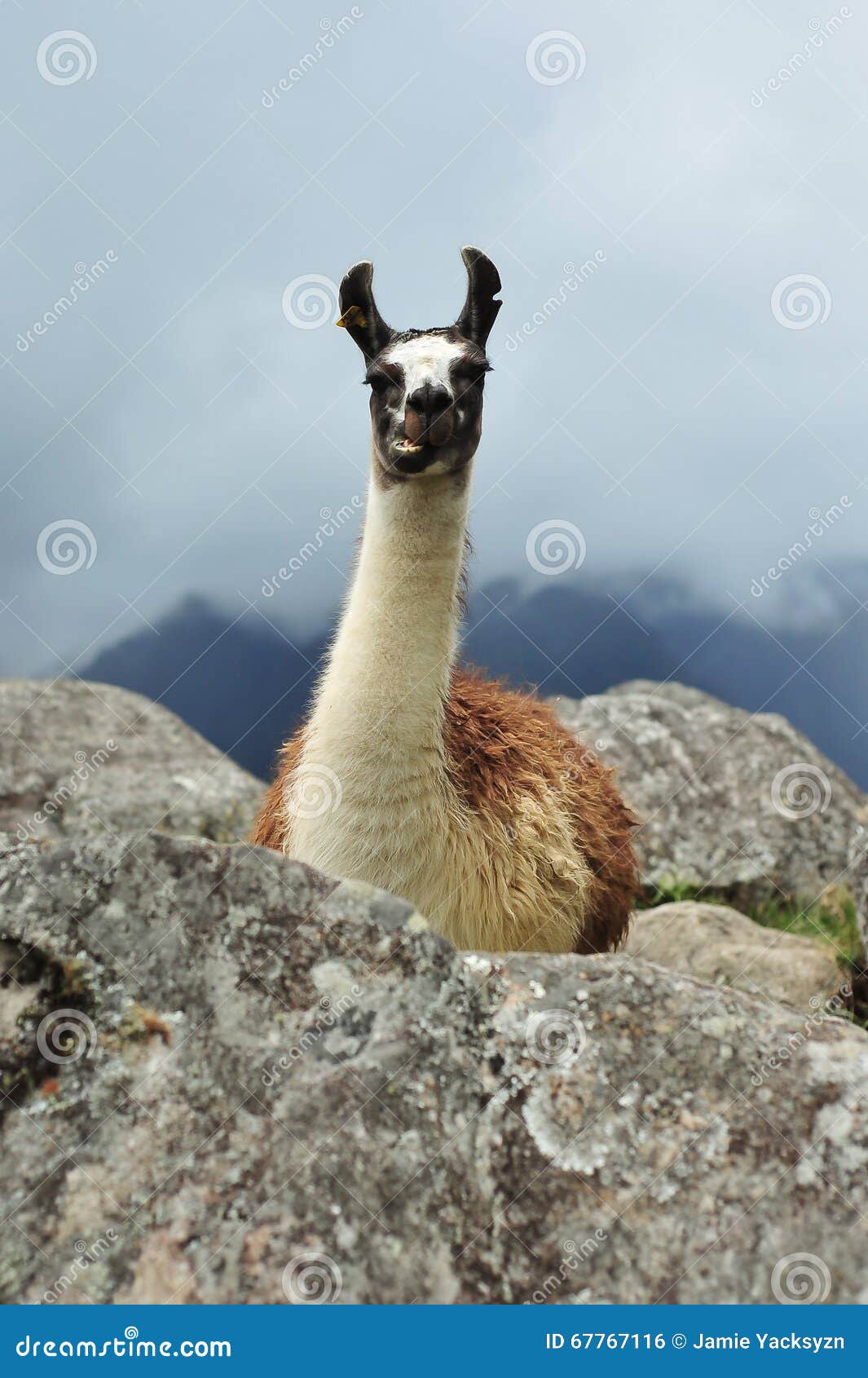 Lama Machu Picchu in Peru stock photo. Image of sacred - 67767116