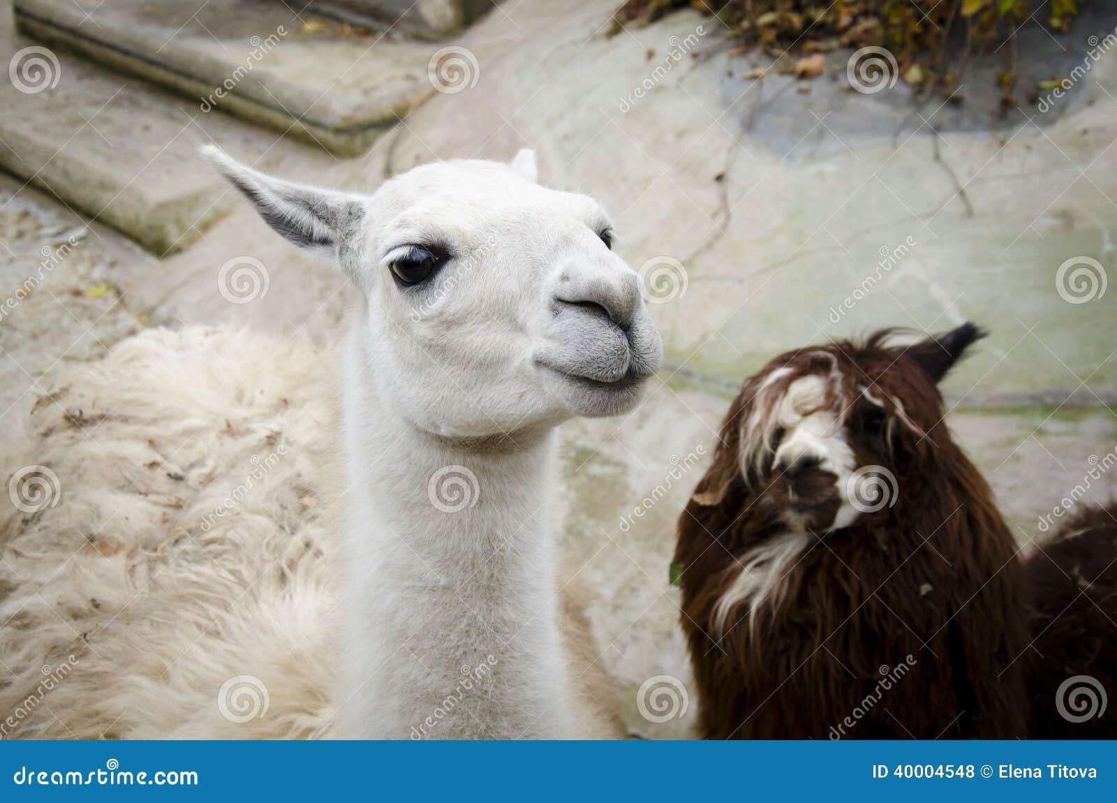 Lama in Moscow Zoo 2 stock photo. Image of alpaca, farm - 40004548
