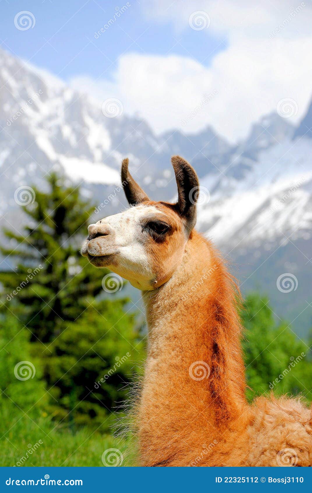 Lama in the mountains. stock photo. Image of lama, cold - 22325112