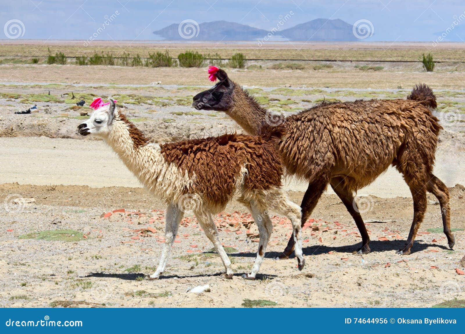 Lama in Mountains, Bolivia stock photo. Image of ecuador - 74644956