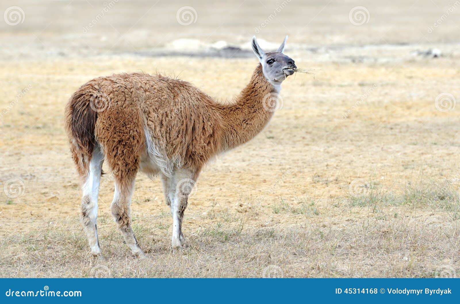 Lama on nature stock photo. Image of farm, group, cute - 45314168
