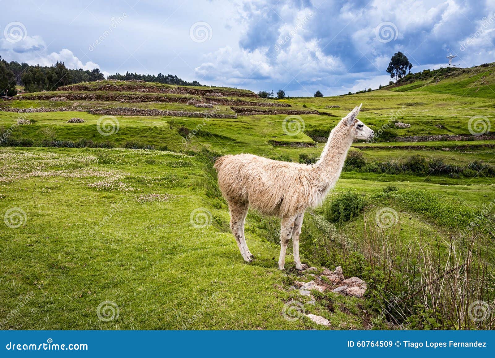 Lama near Cusco, Peru stock image. Image of mountains - 60764509