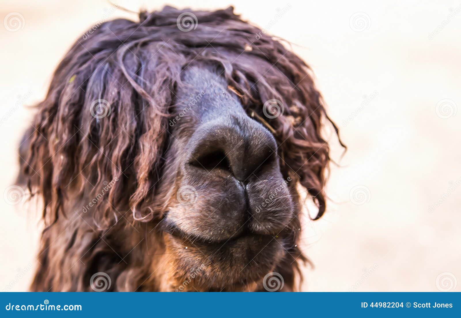 Lama stock photo. Image of nose, wildlife, mammal, peru - 44982204