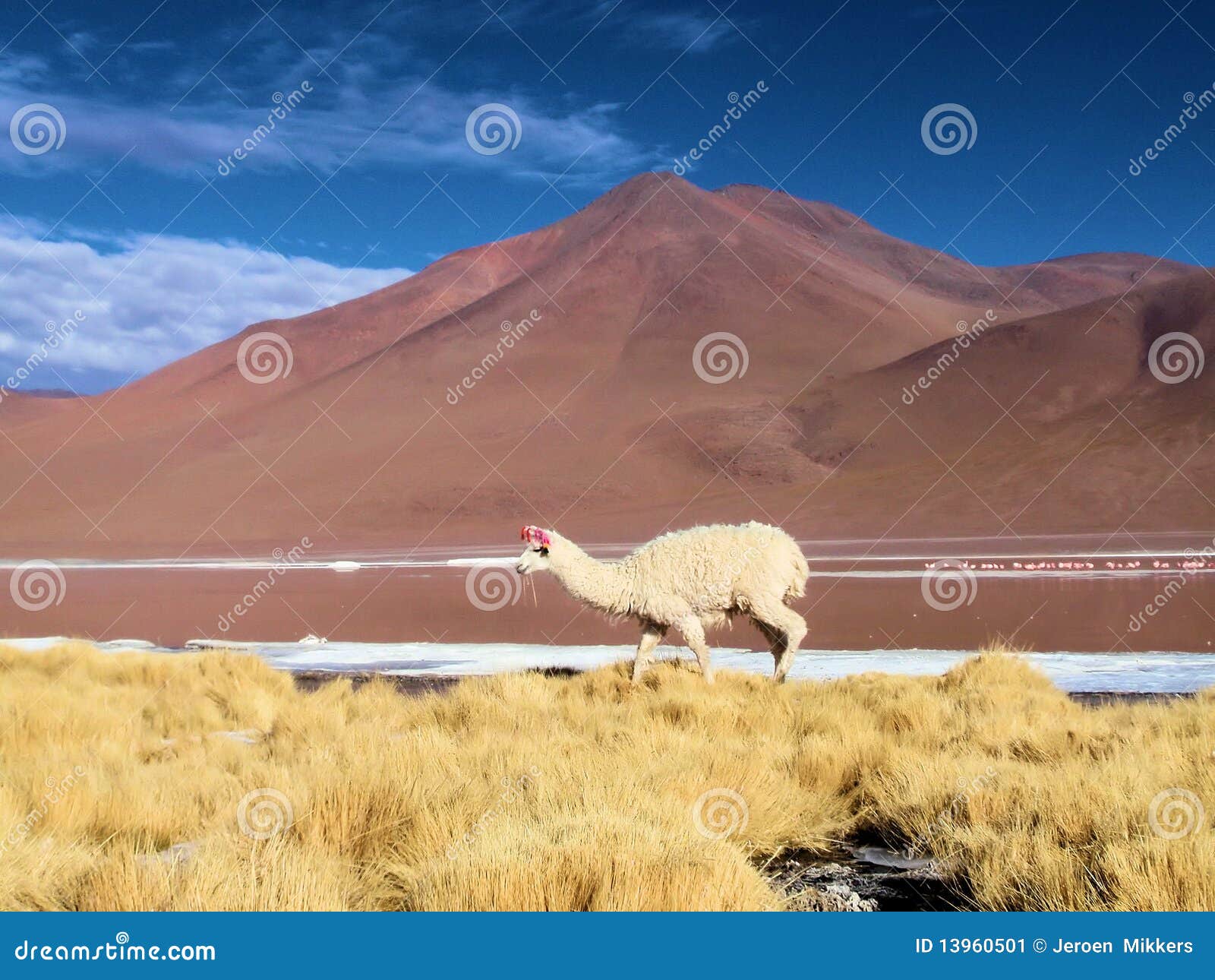 Lama no altiplano imagem de stock. Imagem de laguna, amarelo - 13960501