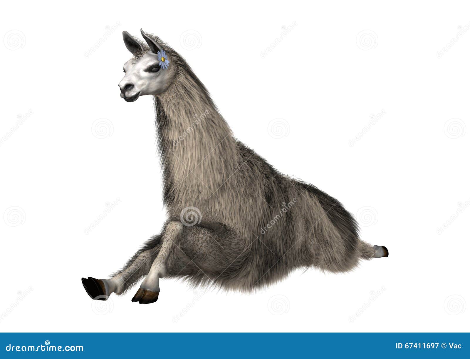 Lama ou lama sur le blanc illustration stock. Illustration du nature ...