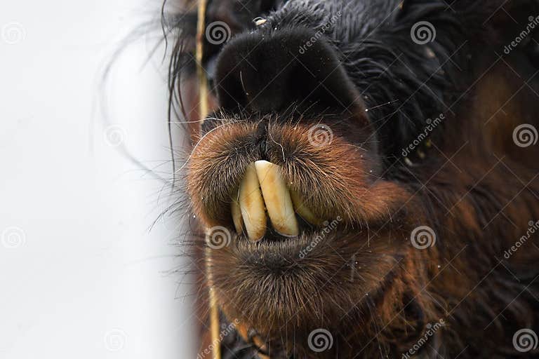 Lama with Overbite Undershot Yellow Teeth. Detail of Llama Muzzle Stock ...