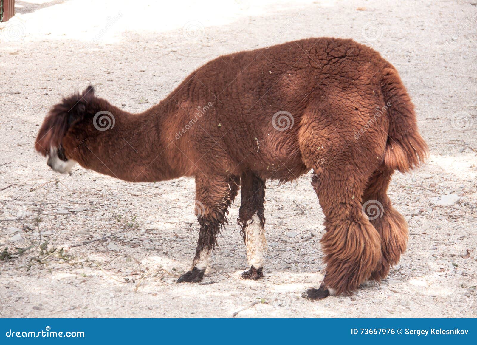 Lama in the Park Under the Shade of Trees Stock Photo - Image of ...