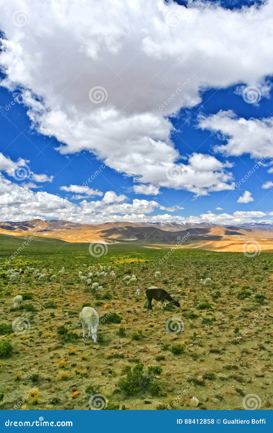 Lama in perÃ¹ stock photo. Image of travel, plateau, nature - 88412858