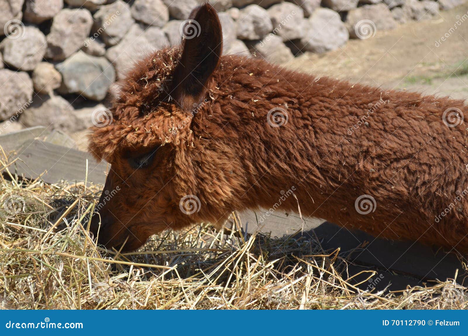 Lama in Peru stock foto. Image of geacclimatiseerd, gebruikt - 70112790