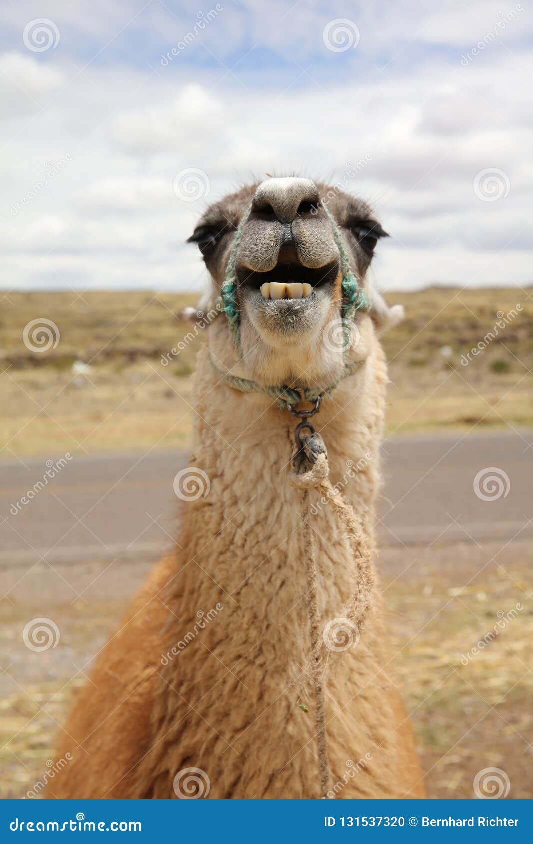 Lama in Peru. South America Stock Photo - Image of latin, farm: 131537320
