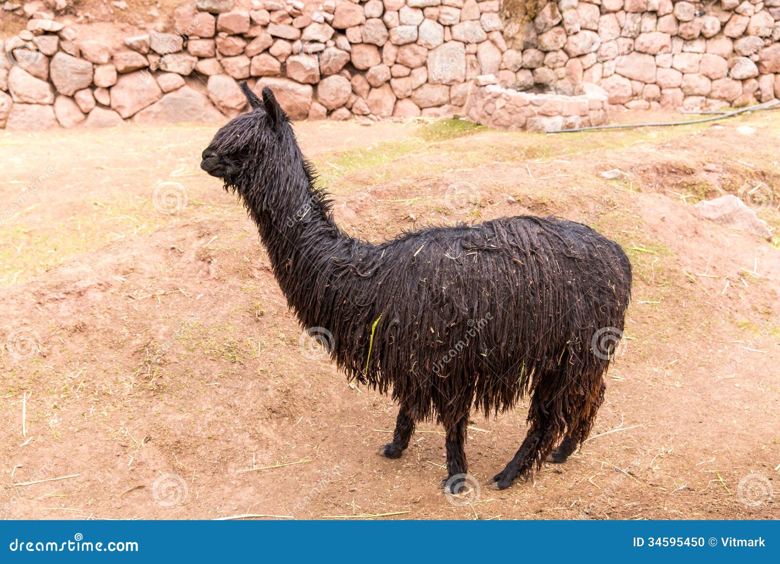 Lama peruano. foto de stock. Imagem de fazenda, nave - 34595450