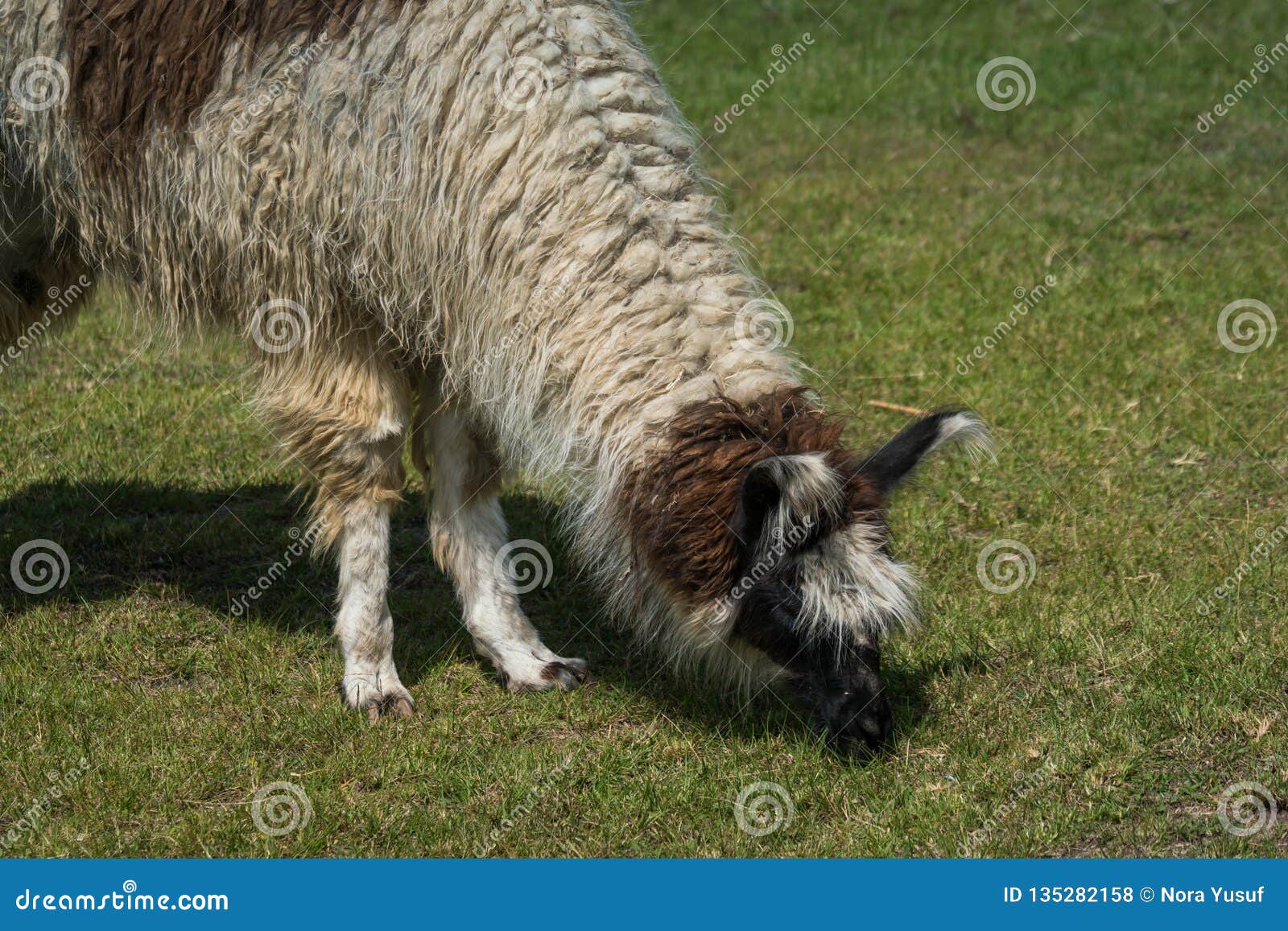 Lama Peruano Que Pasta No Gramado Verde Foto de Stock - Imagem de lama ...