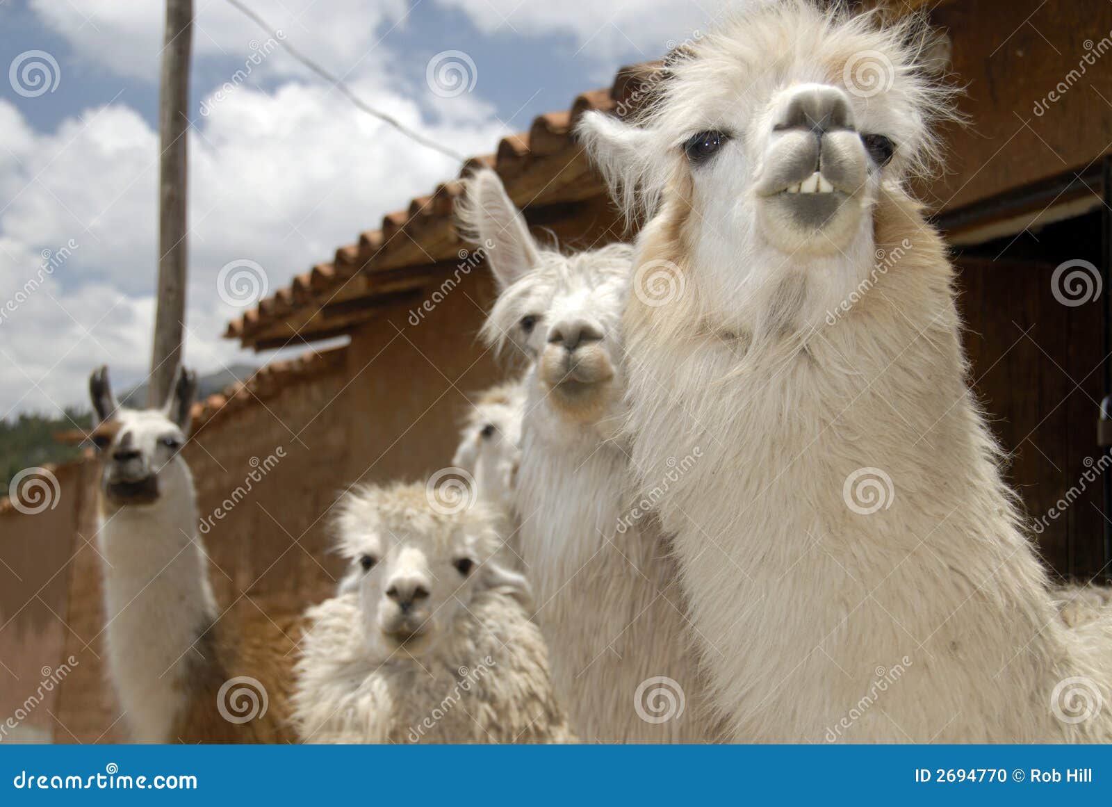 Lama peruviani fotografia stock. Immagine di alpaga, animale - 2694770