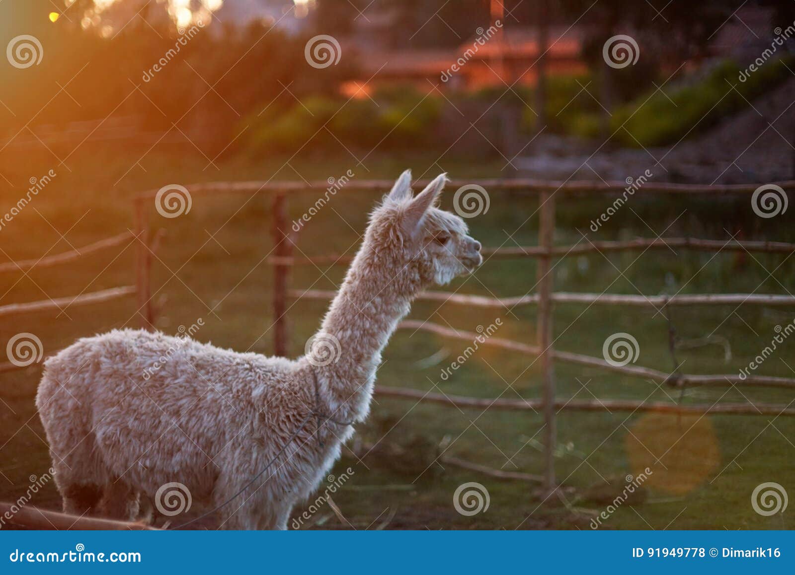 Lama pet in farm stock photo. Image of andean, animals - 91949778