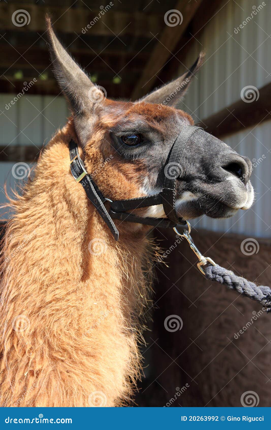 A Lama portrait. stock photo. Image of outdoors, breeding - 20263992