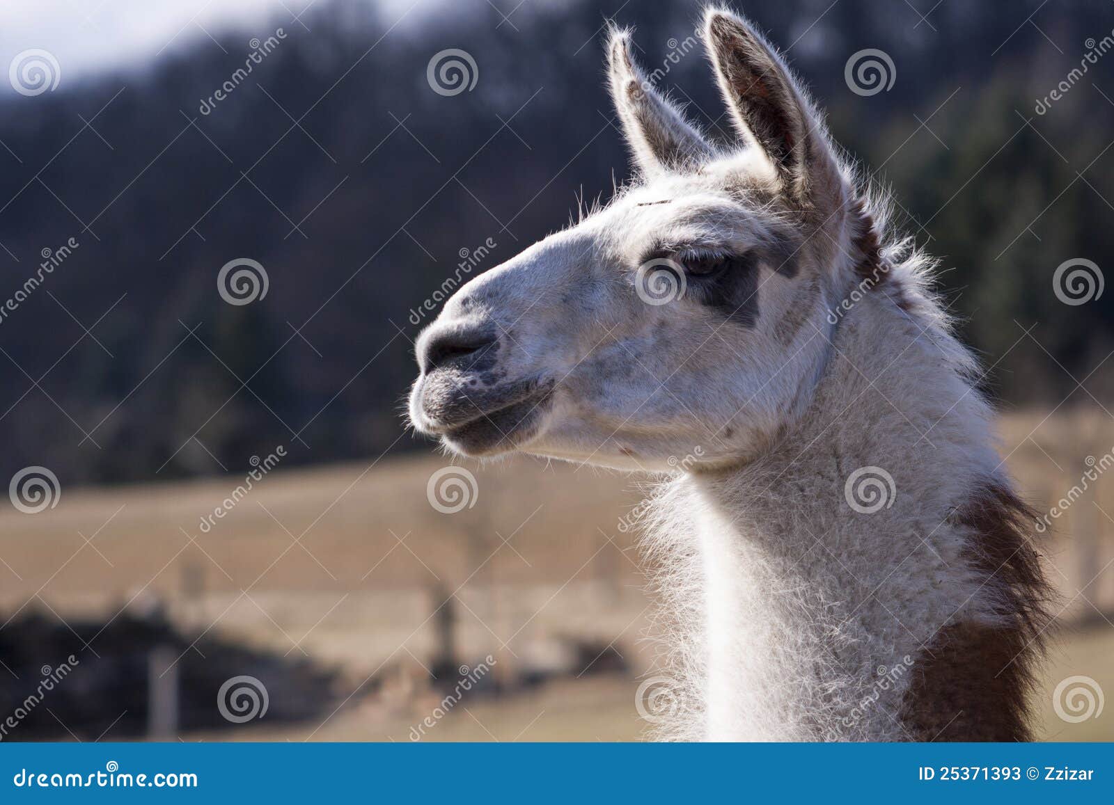 Lama-Portrait stockbild. Bild von alpaka, seite, überwachen - 25371393