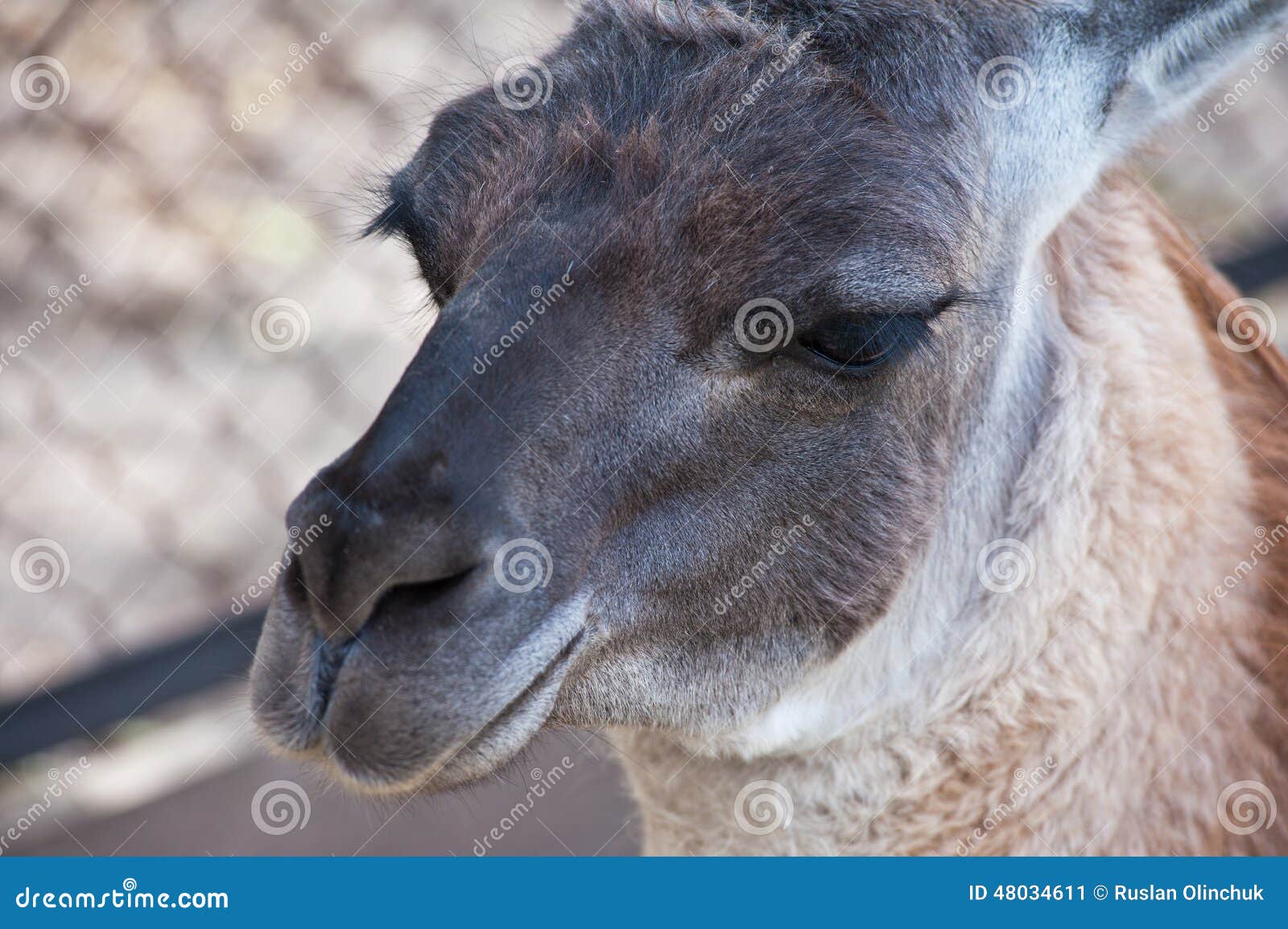 Lama portrait stock image. Image of closeup, green, history - 48034611