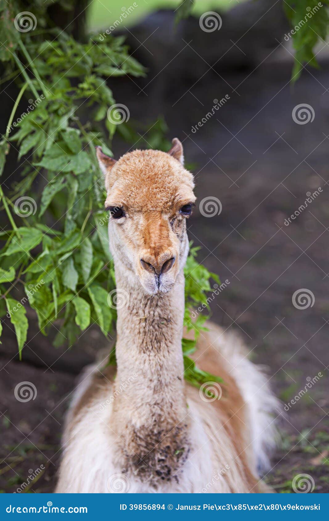 Lama, a portrait stock photo. Image of young, south, grass - 39856894