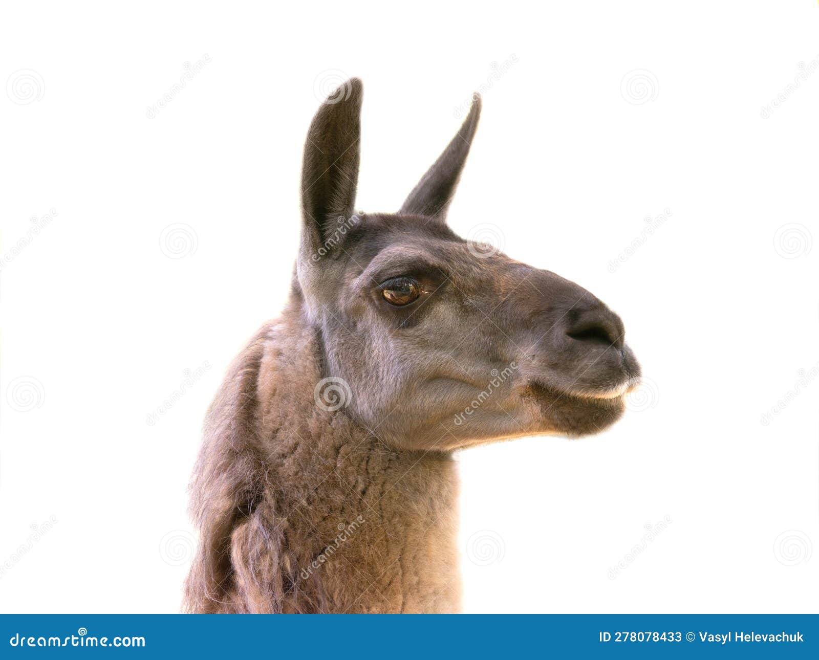 Lama Portrait Isolated on White Stock Image - Image of wildlife, white ...