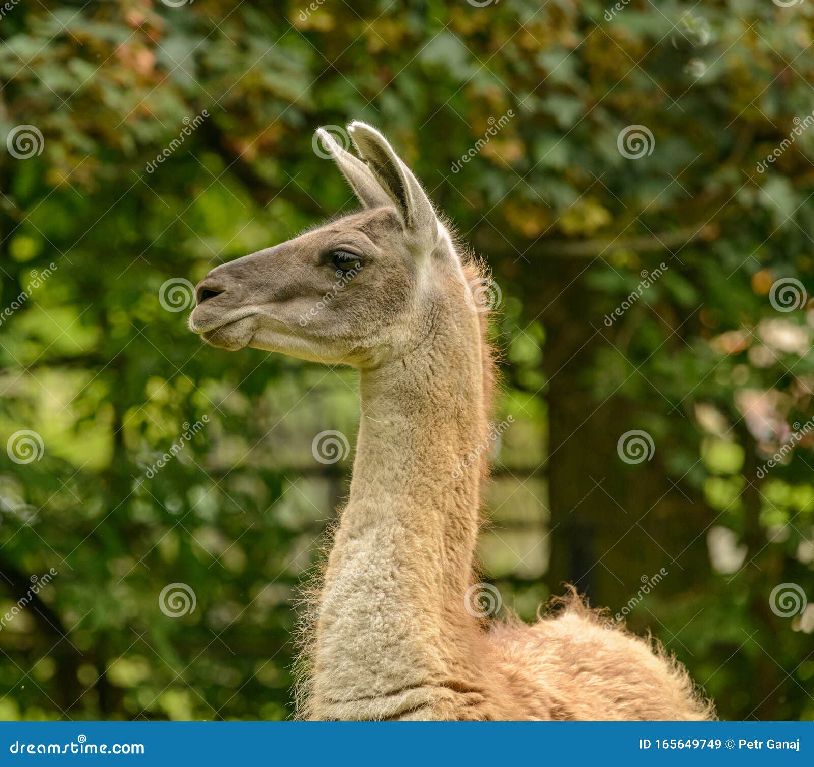 Lama Portrait Looking Concentrated To the Left Stock Image - Image of ...