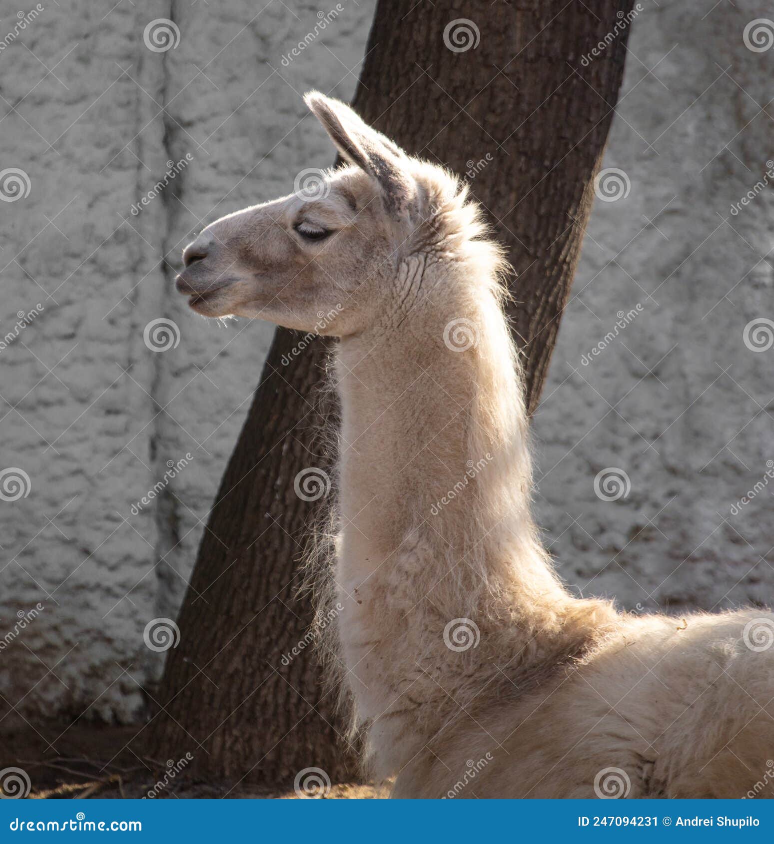 Lama Portrait in the Park in Winter. Stock Image - Image of llama, cute ...