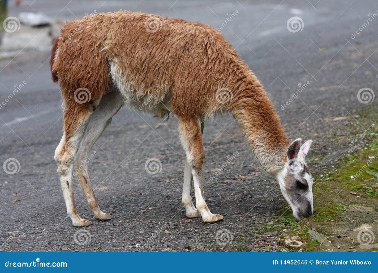 Lama que busca el alimento foto de archivo. Imagen de lanas - 14952046